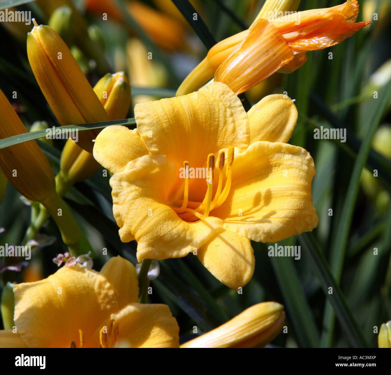 Stella flower hi-res stock photography and images - Alamy