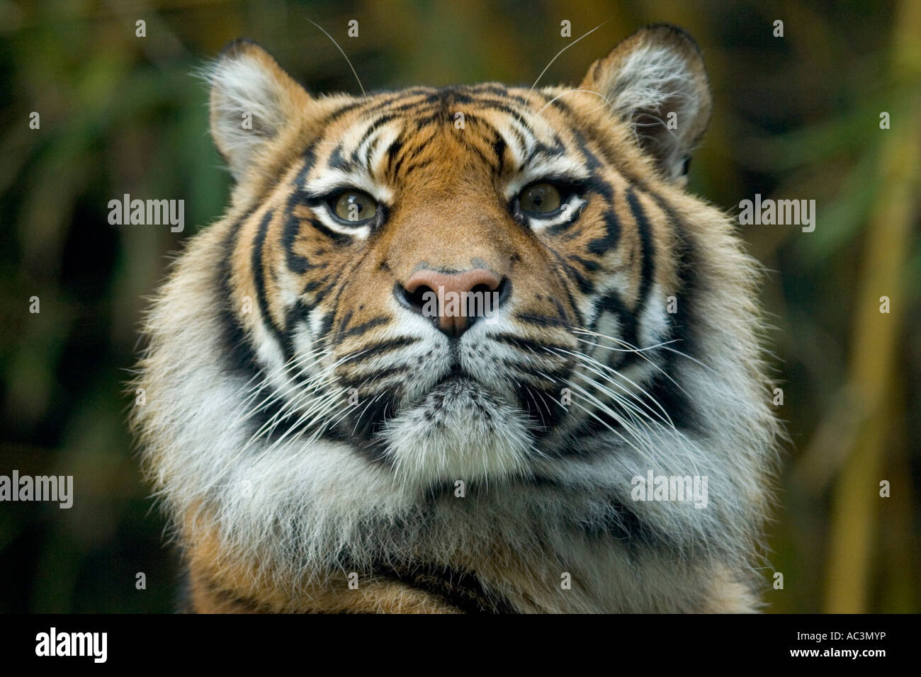 Siberian Tiger at Taronga Zoo Sydney Australia on 11 July 2007 Stock ...