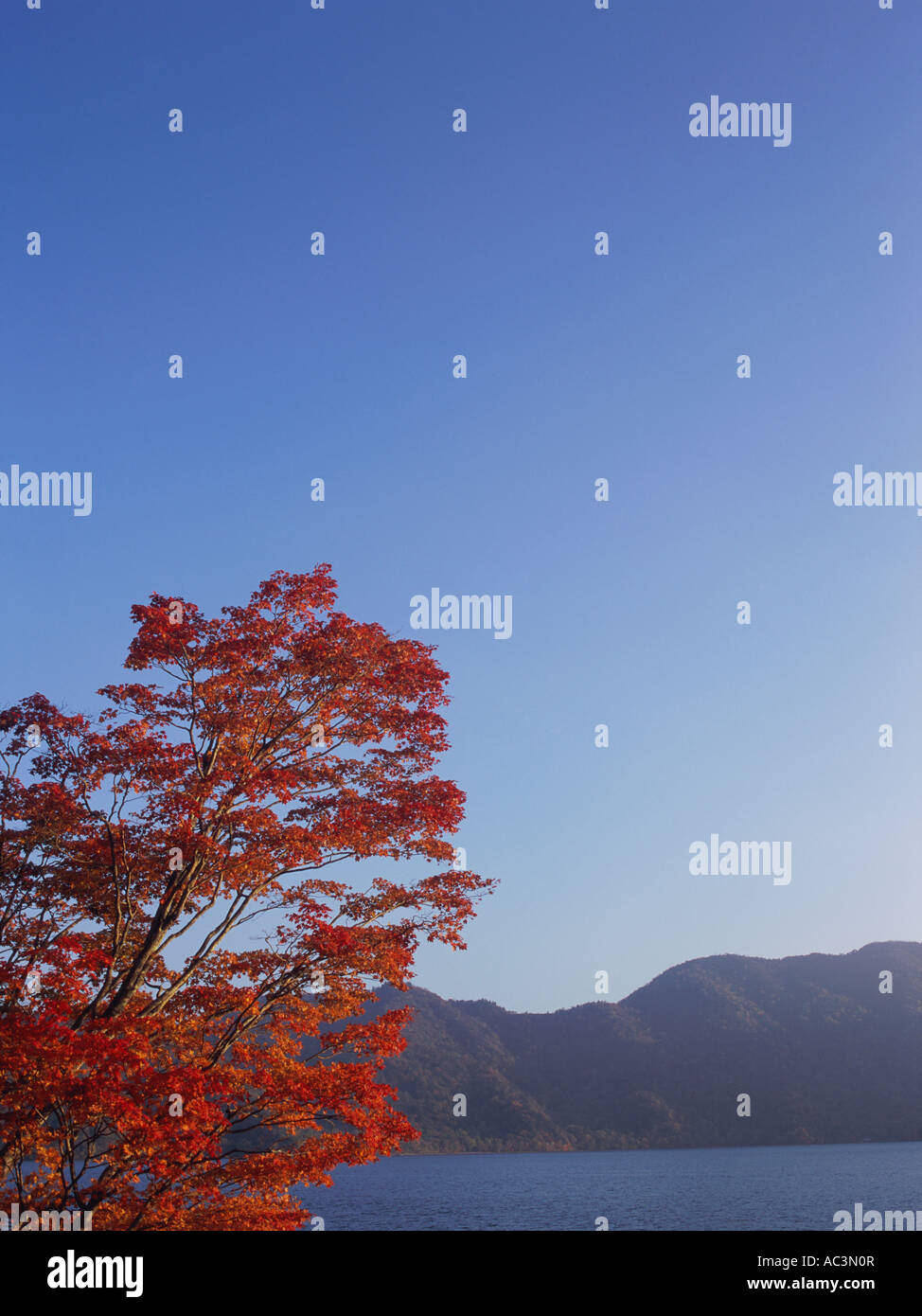 Maple tree Nikko Tochigi Prefecture Japan Stock Photo - Alamy