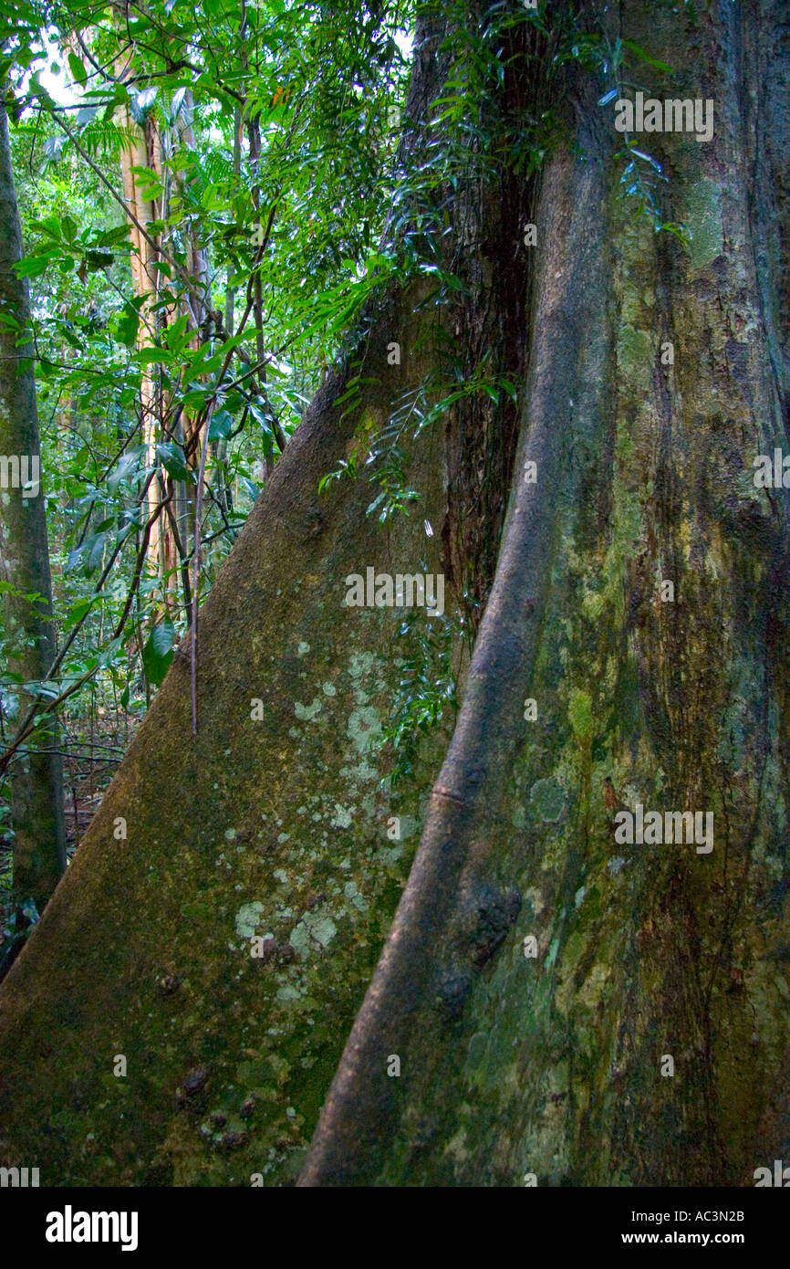 Rainforest green brisbane hi-res stock photography and images - Alamy