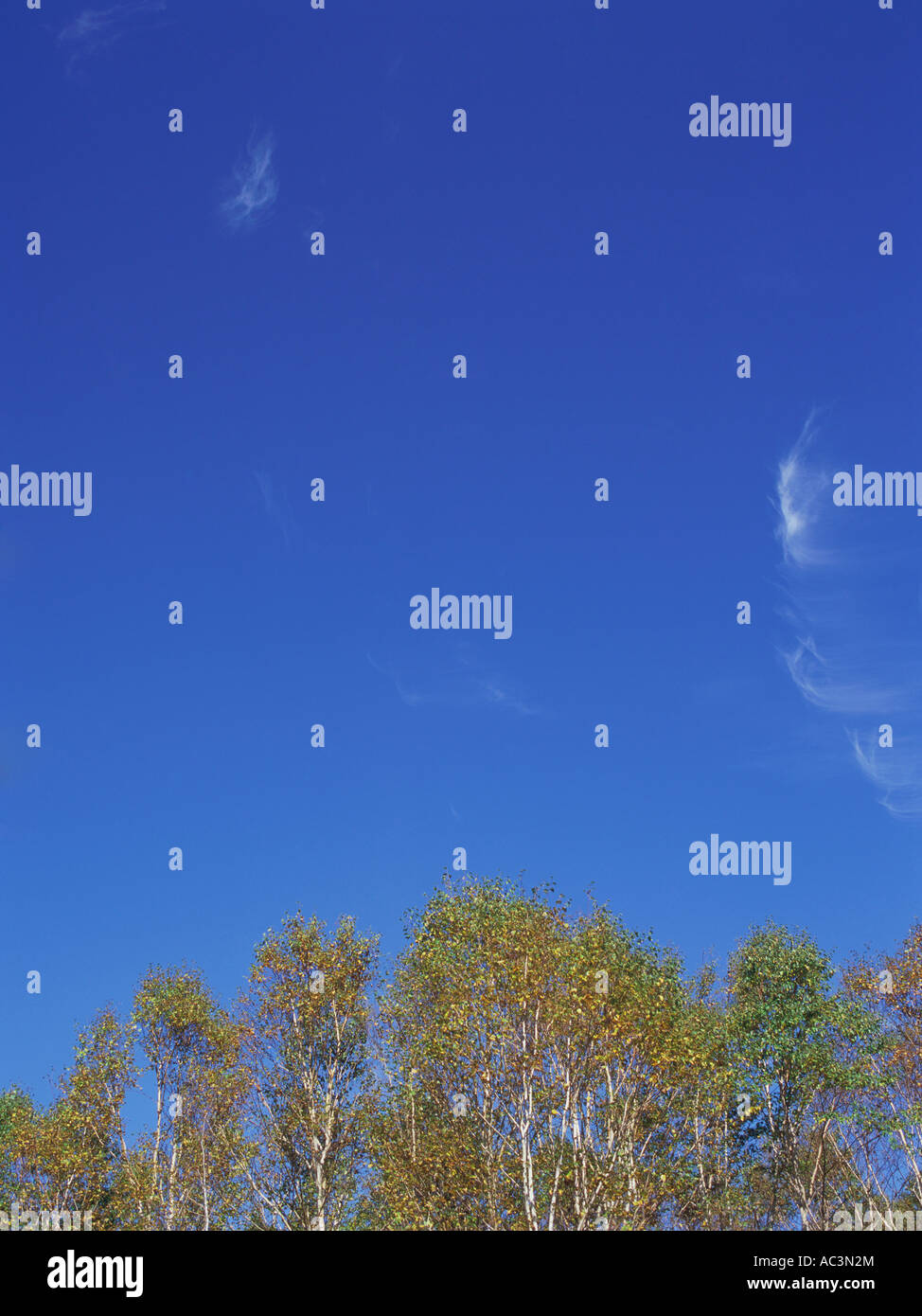 Silver birch trees Shiga Plateau Nagano Prefecture Japan Stock Photo ...