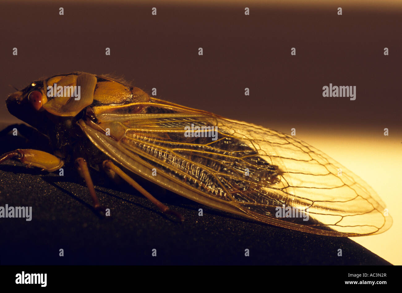 Green Grocer or Yellow Monday cicadas Victoria, Australia, Horizontal ...