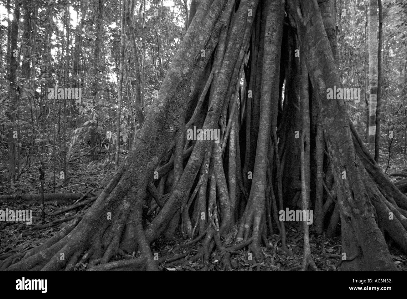 Amazing Tree Root Structure Stock Photo - Alamy