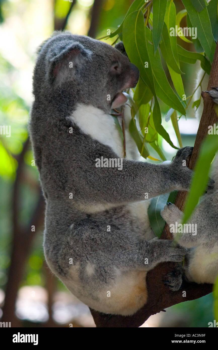 Australian Koala Bear Stock Photo - Alamy
