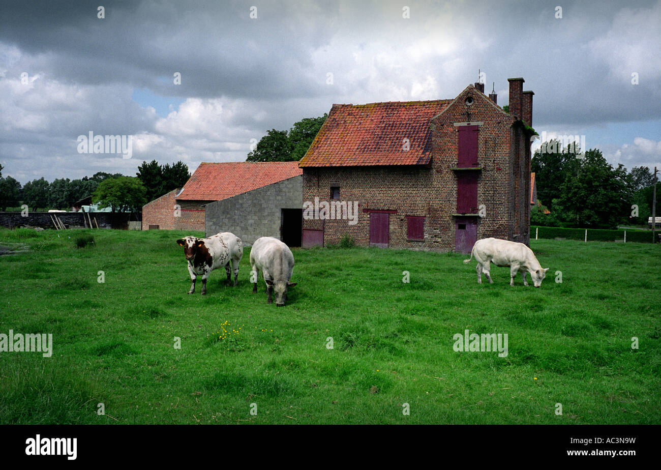 BELGIUM FARM AND CATTLE IN THE YPRES IEPER AREA OF FLANDERS 2007 Stock ...