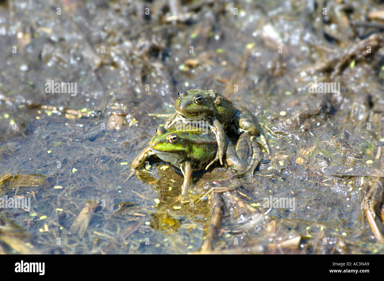 Two Common Edible Frog's mating (Rana temporaria Stock Photo - Alamy