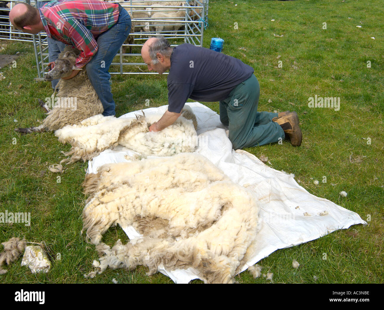 Two farm workers wrapping sheep wool (fleece) into a bale before ...