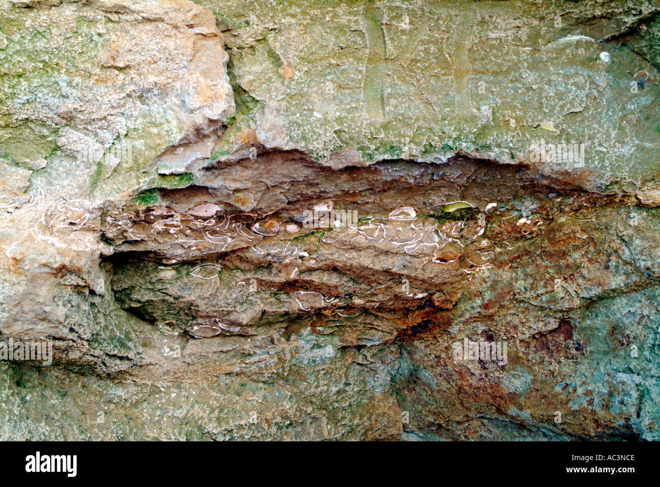 Fossilized Remains The Warren Folkestone Kent Stock Photo - Alamy