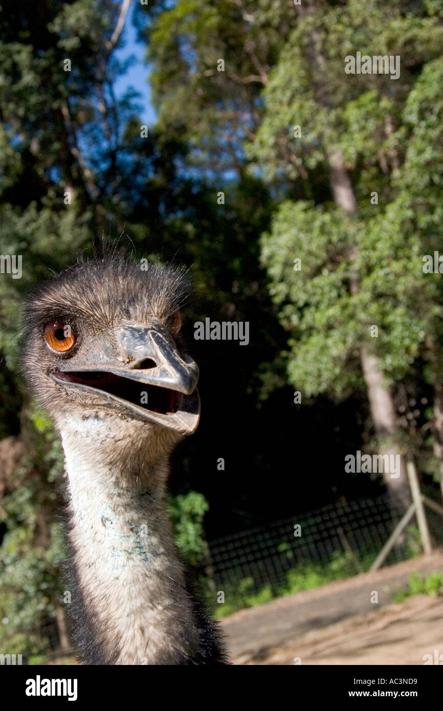 Emu running australia hi-res stock photography and images - Alamy