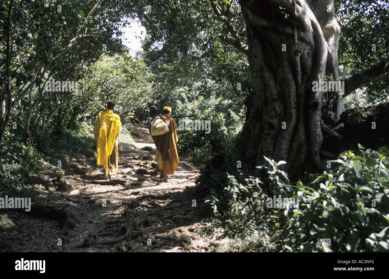 Two yellow robed priests walking in the woods near Lake Tana Ethiopia ...