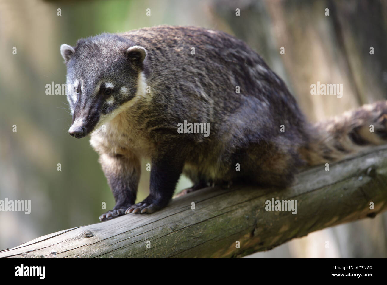 Ring Tailed coati - Nasua nasua Stock Photo - Alamy