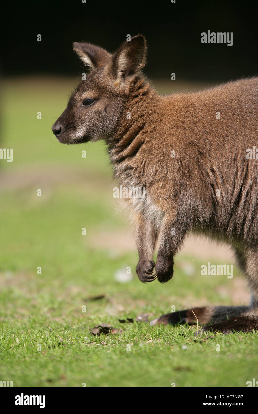 Red-necked Wallaby - Macropus rufogriseus rufogriseus Stock Photo - Alamy