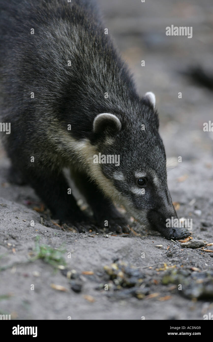 Ring Tailed coati - Nasua nasua Stock Photo - Alamy