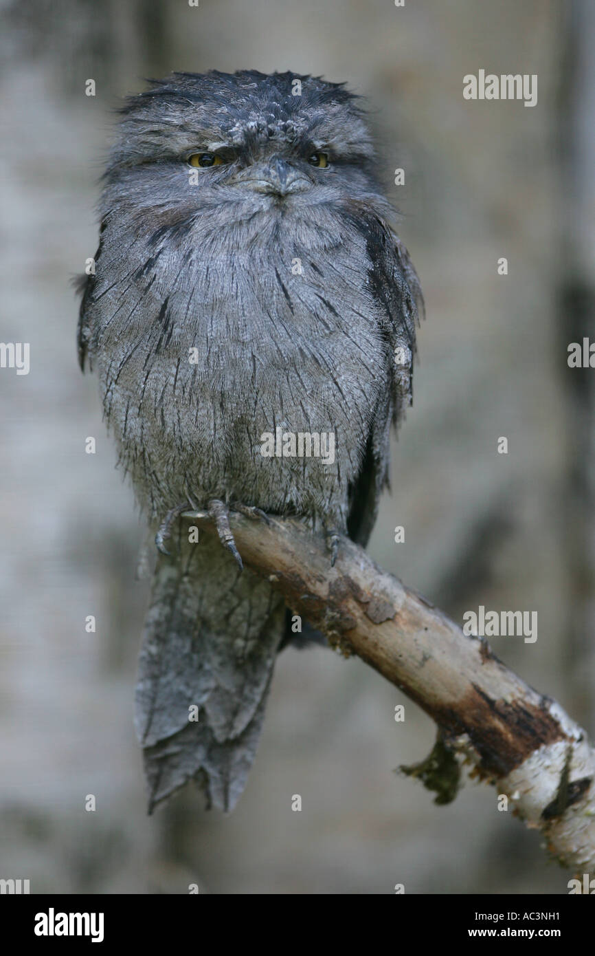 Tawny frogmouth - Podargus strigoides Stock Photo - Alamy