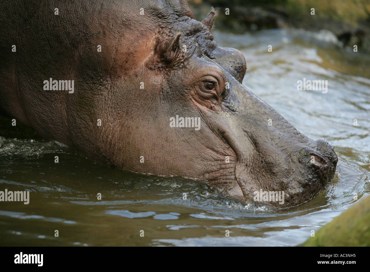 Hippo entering water hi-res stock photography and images - Alamy