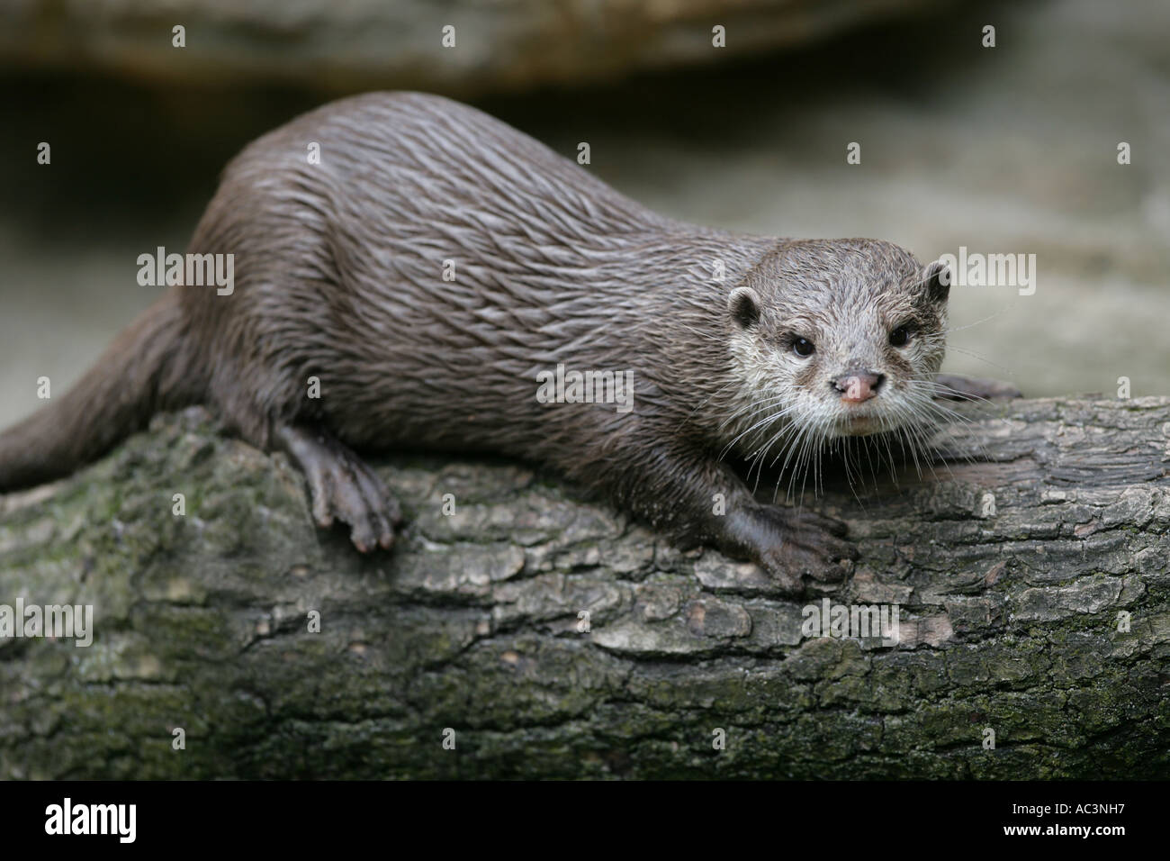 Fish otter sitting on wood - Lutra lutra Stock Photo - Alamy