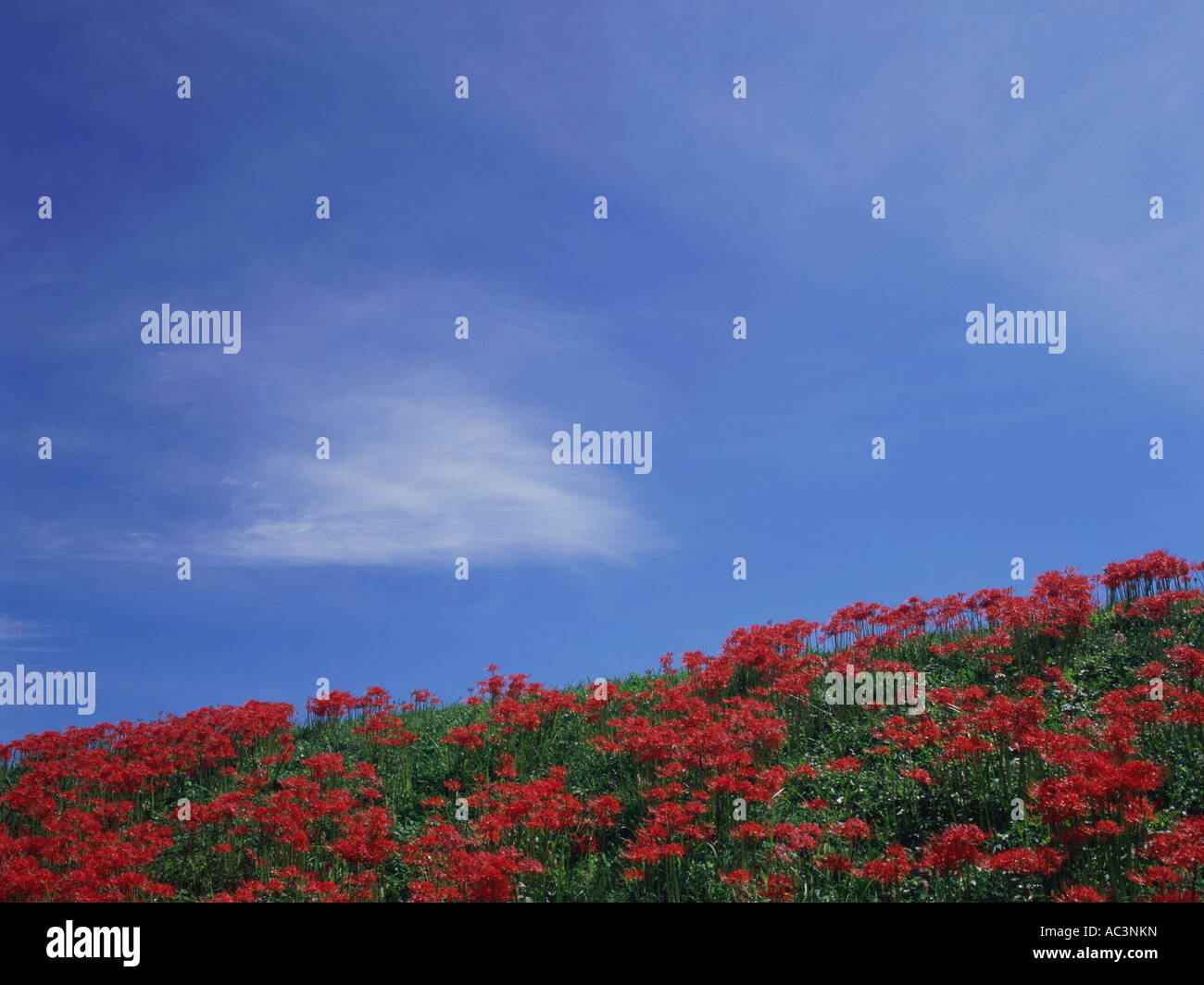 Red spider lilies Kawashima Saitama Prefecture Japan Stock Photo - Alamy