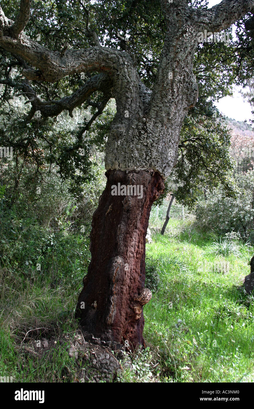 Sardinian Cork Oak Stock Photo - Alamy