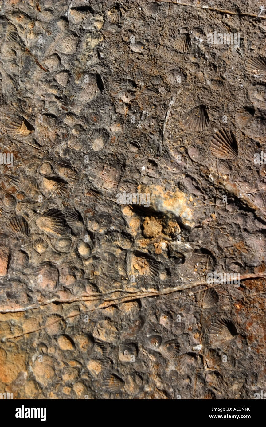 Sardinia italy sea shells sea hi-res stock photography and images - Alamy