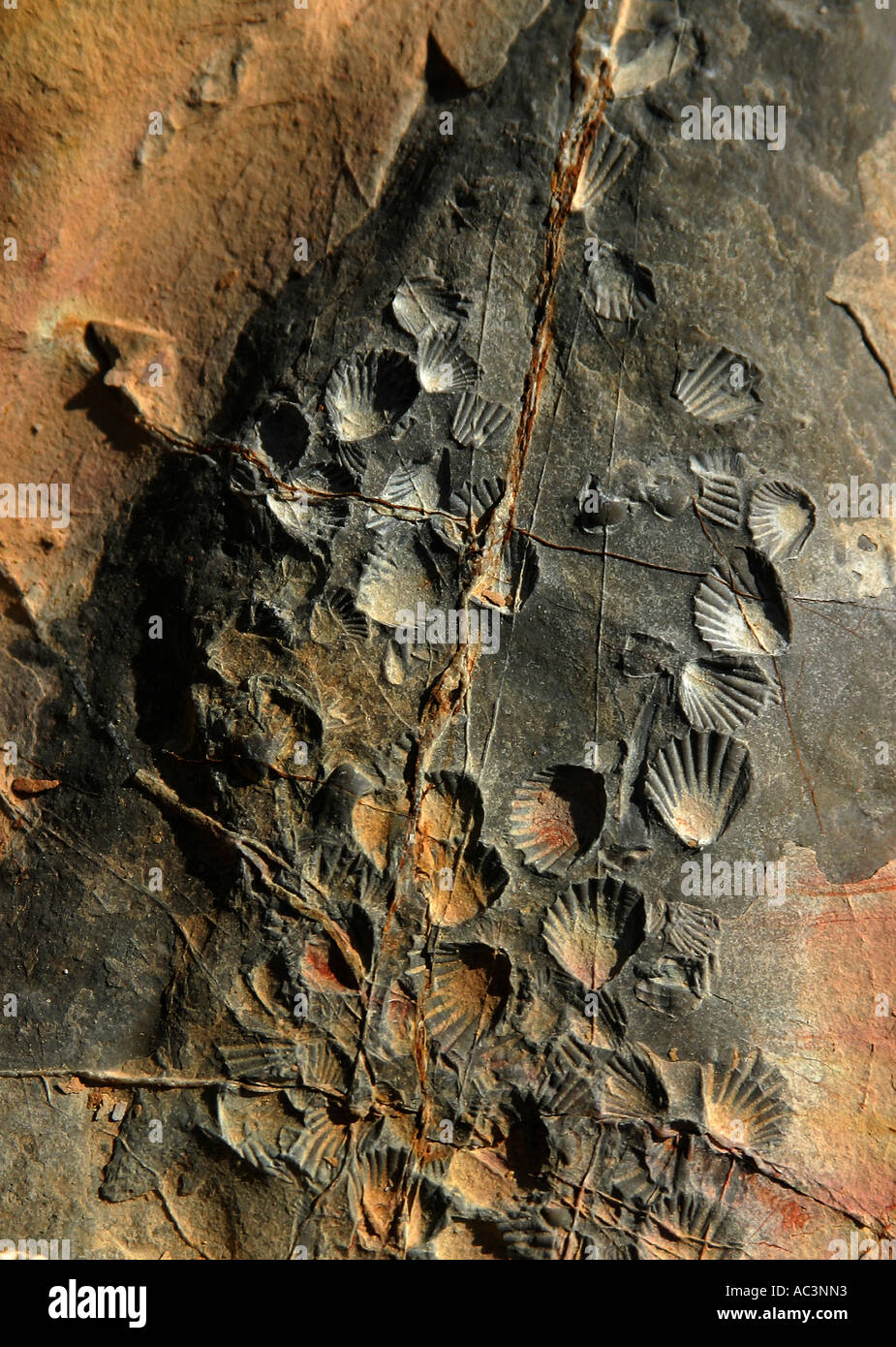 Sardinia italy sea shells sea hi-res stock photography and images - Alamy