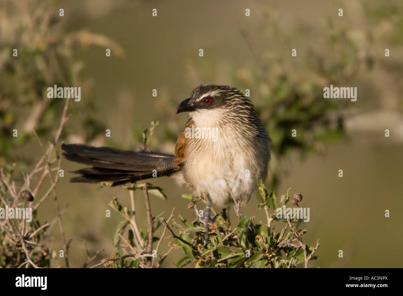 White browed Coucal Stock Photo - Alamy