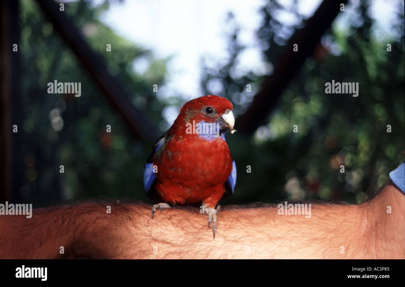 Parrot on human arm Dominican Republic Stock Photo - Alamy