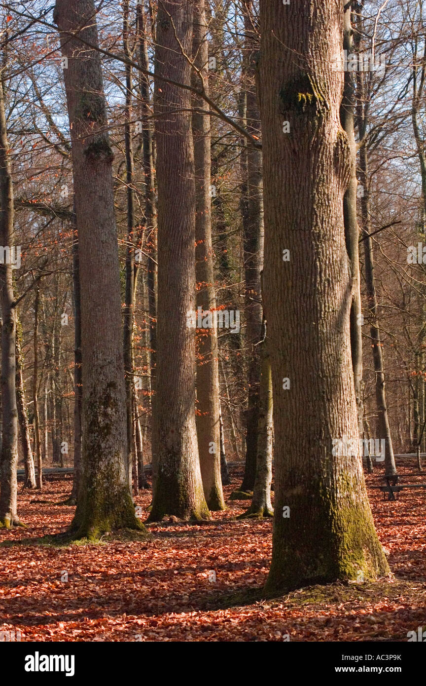 Former royal forest hi-res stock photography and images - Alamy