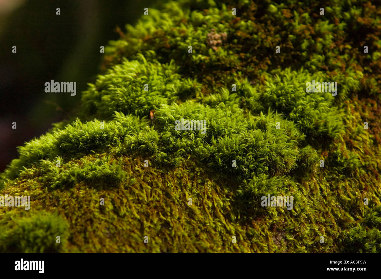 Moss on a root hi-res stock photography and images - Alamy