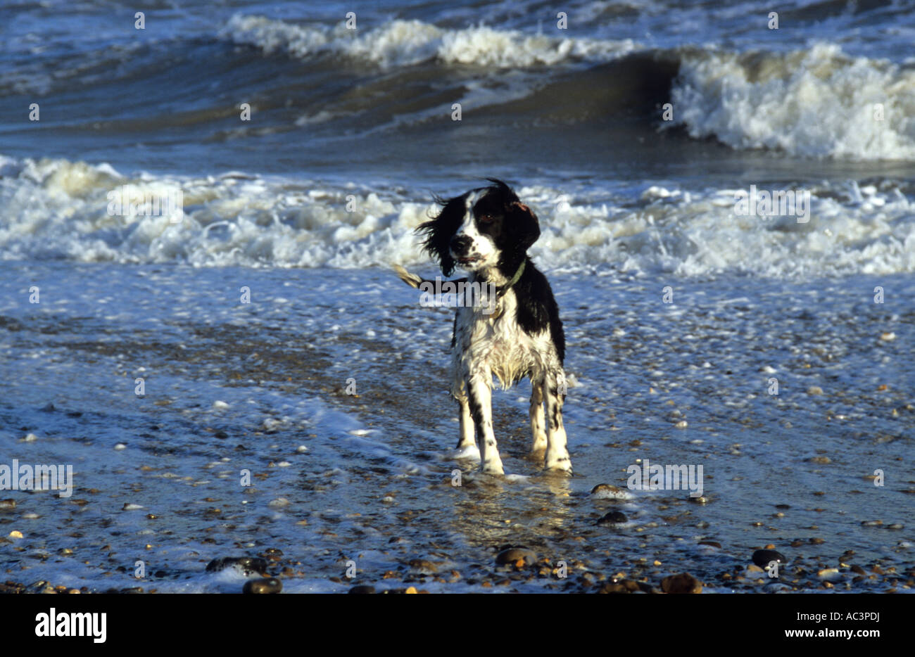 Springer in water hi-res stock photography and images - Alamy