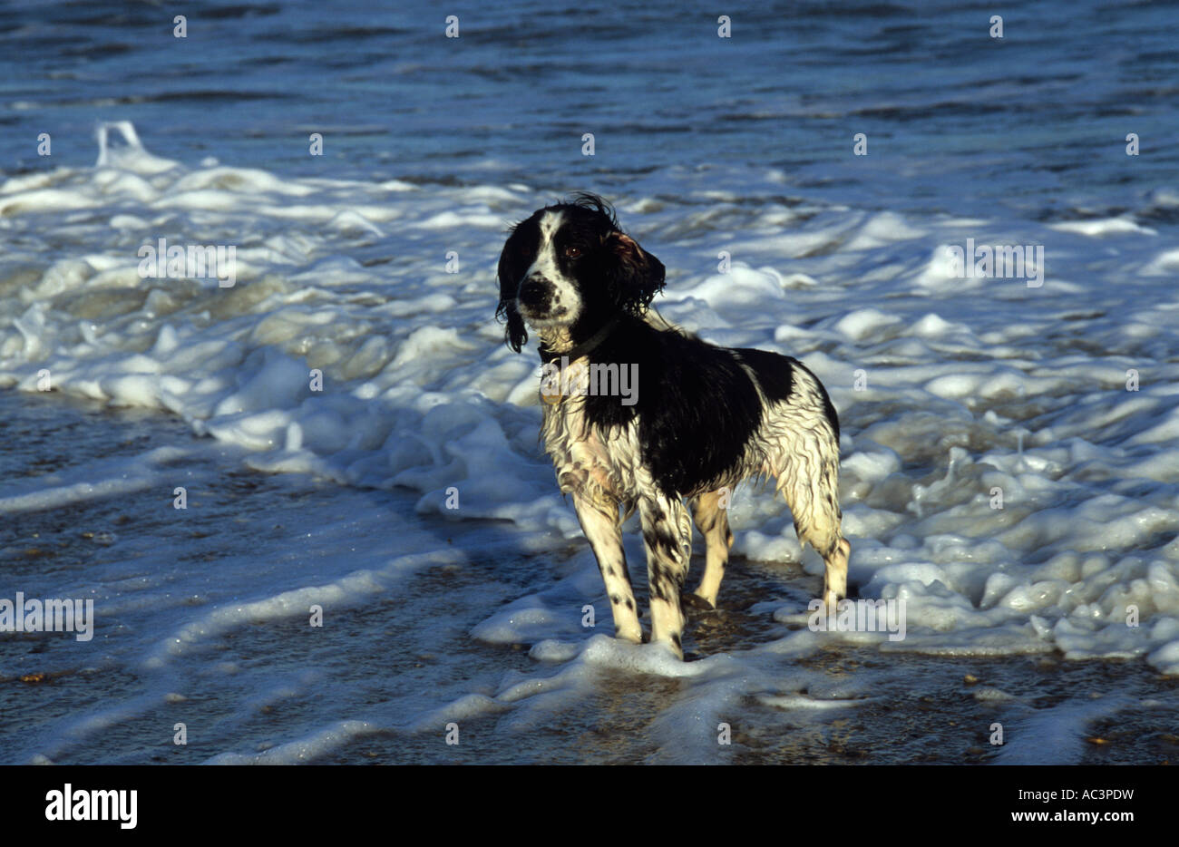 Springer in water hi-res stock photography and images - Alamy
