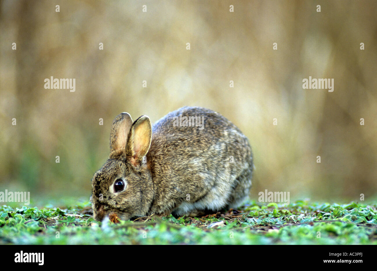 Wild Rabbit (Oryctolagus cuniculus Stock Photo - Alamy