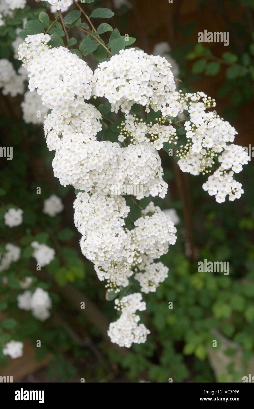 White Spiraea flowers Stock Photo - Alamy