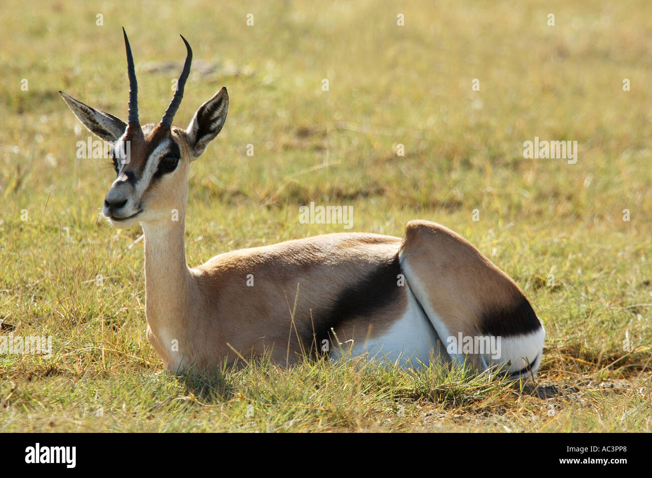 Female Grant’s Gazelle sitting in the grass at Lake Nakuru National ...