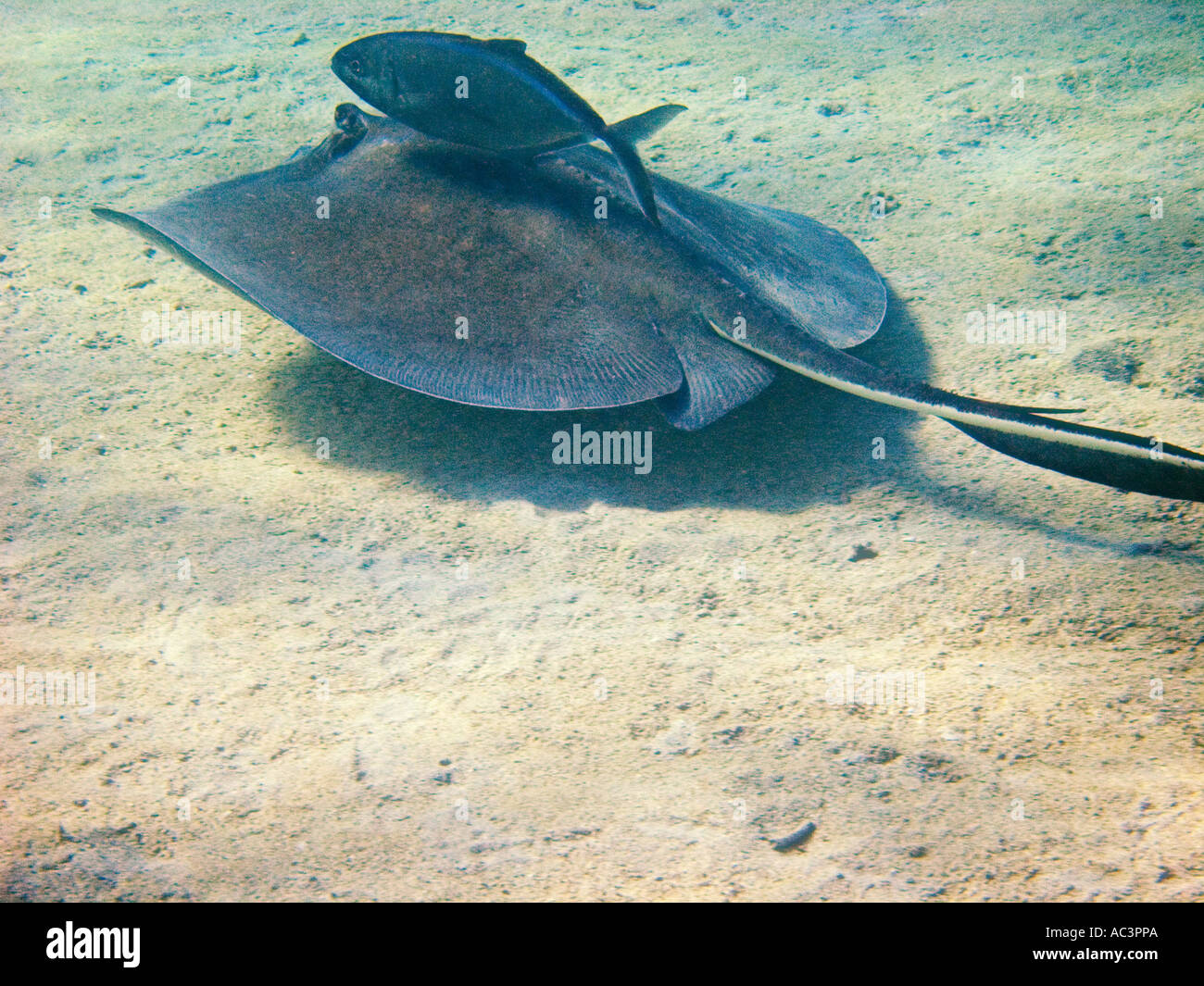 Stingray fish hi-res stock photography and images - Alamy