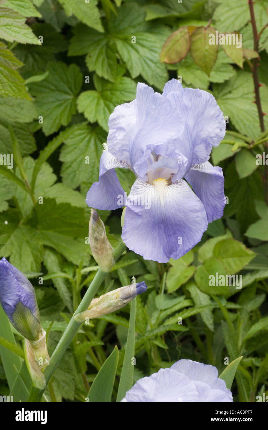 Blue iris in flower hi-res stock photography and images - Alamy