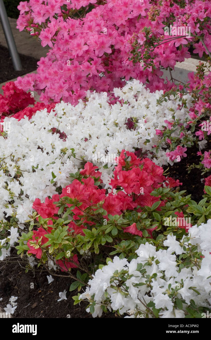 Mixed colours of Azalias Stock Photo - Alamy