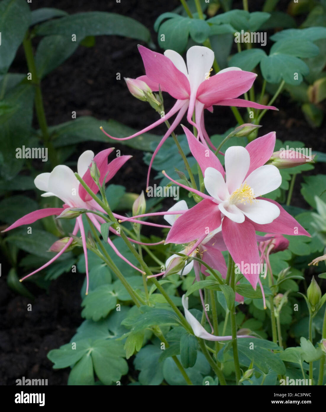 Aqualigia hi-res stock photography and images - Alamy