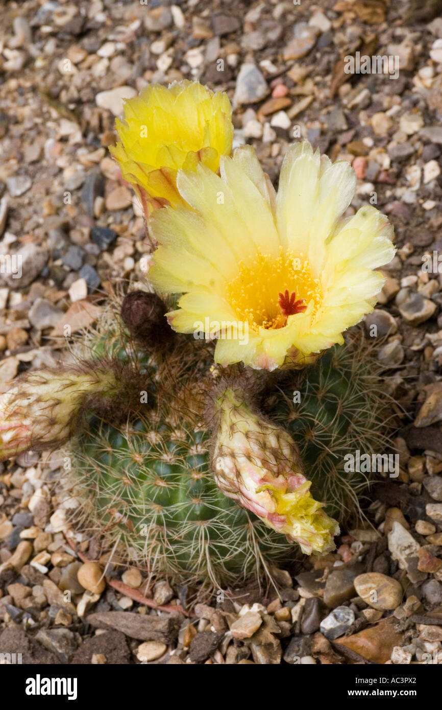 Cactus in flower Stock Photo - Alamy