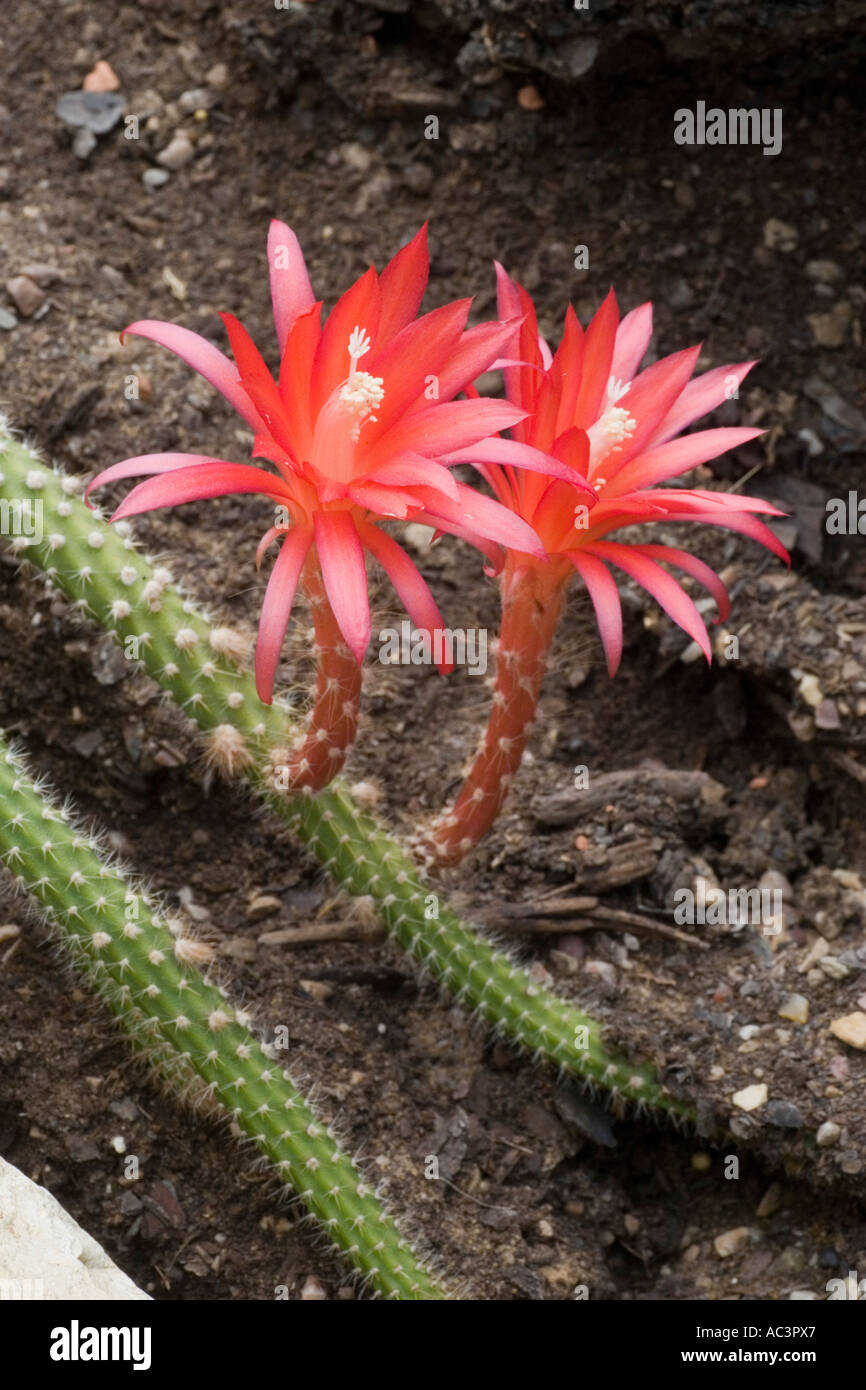 Martianus hi-res stock photography and images - Alamy