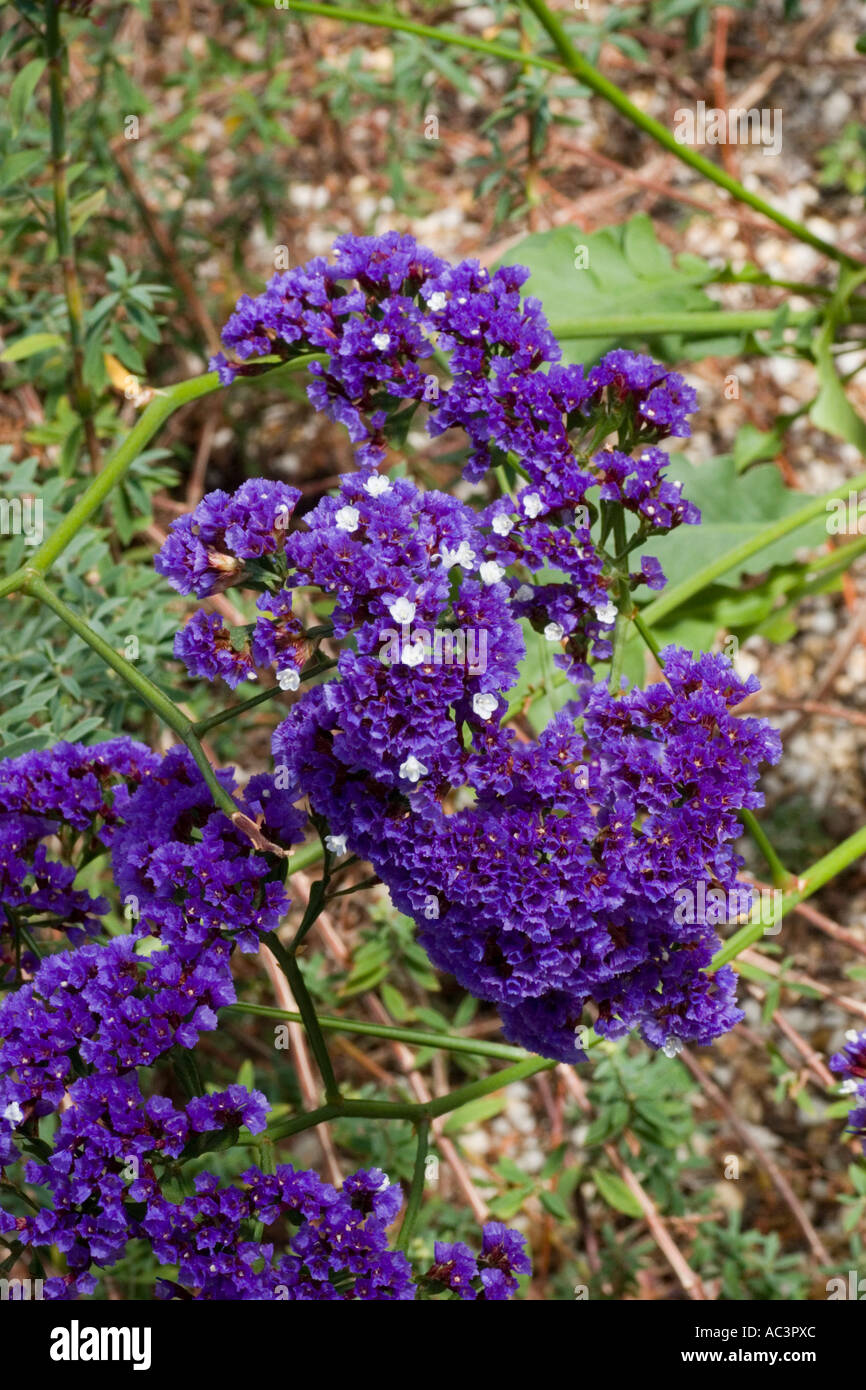 Limonium spectabile hi-res stock photography and images - Alamy