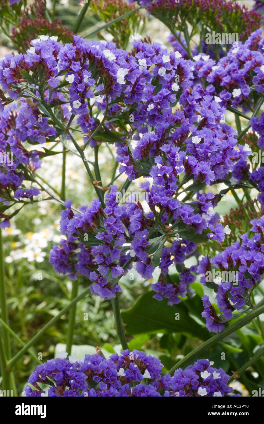 Limonium spectabile hi-res stock photography and images - Alamy