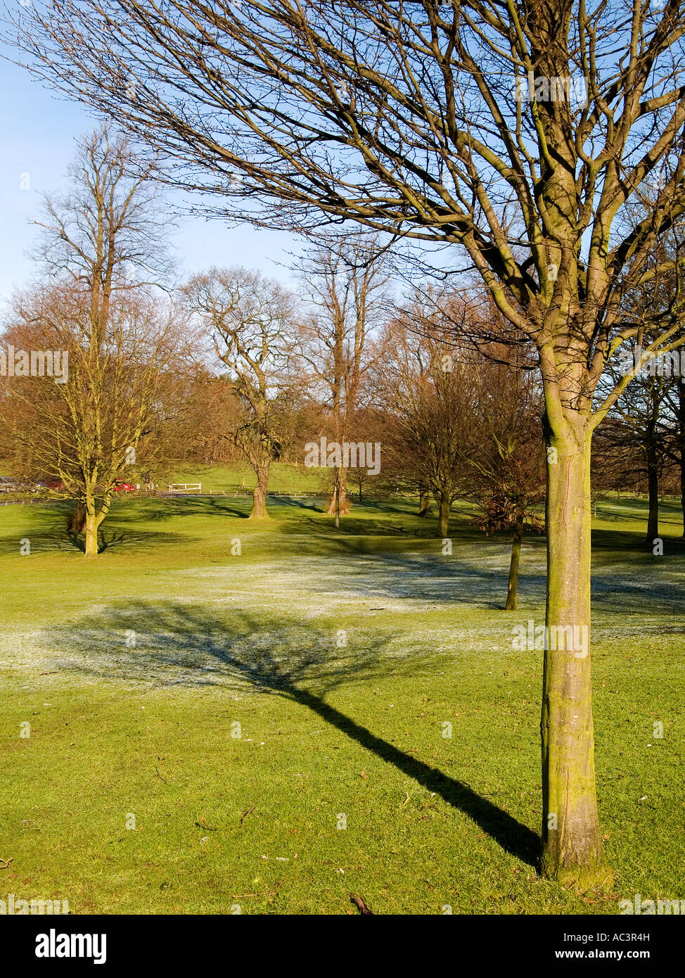 A tree and its shadow on a frosty winter morning, in the grounds of ...