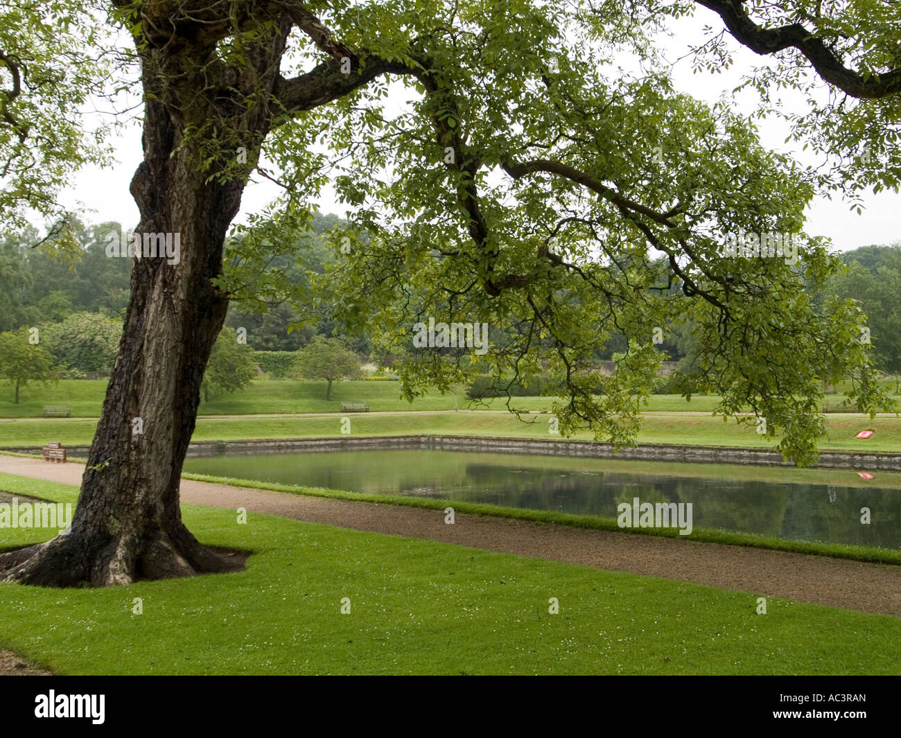 A tree in the gardens at Newstead Abbey in Nottinghamshire, UK Stock ...