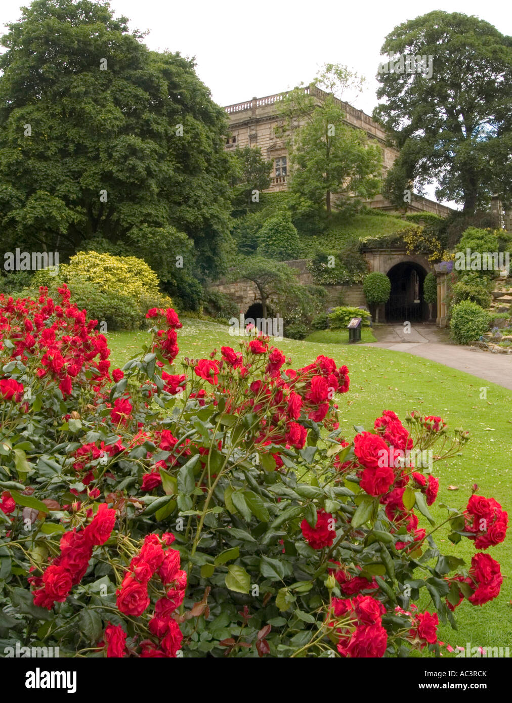 The pretty red blooms in the gardens at Nottingham Castle ...