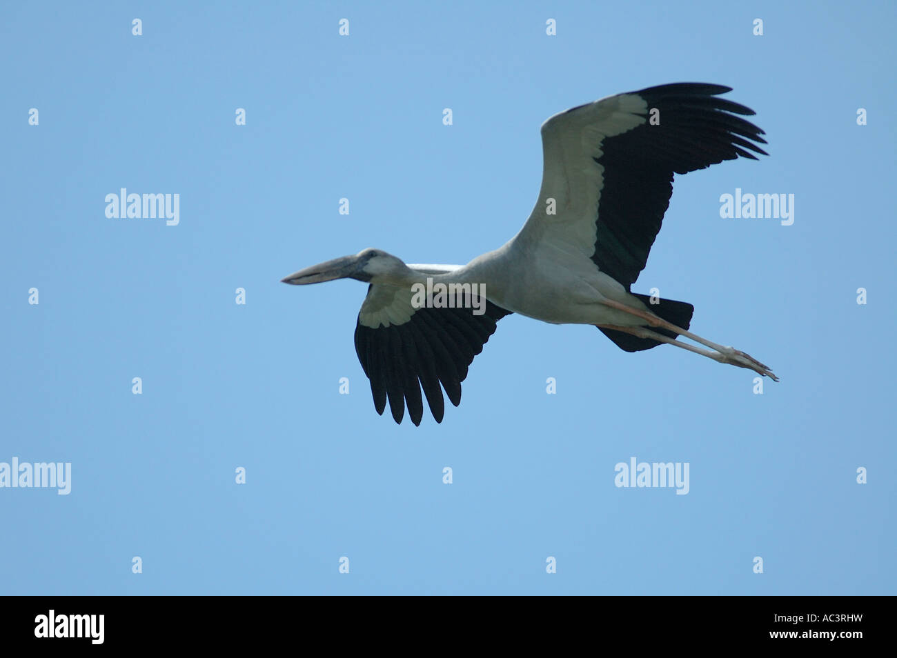 Asian Openbill Stork flying over the Bang Pakong River, Bangkok ...