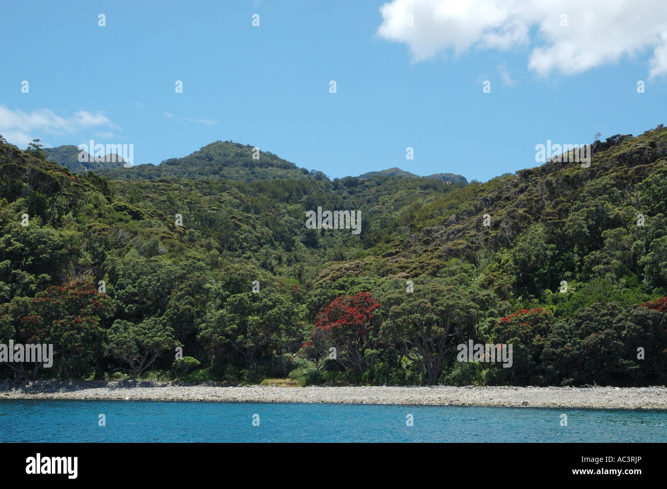 Little barrier island new zealand hi-res stock photography and images ...