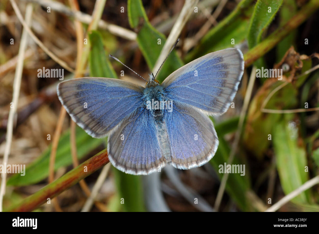 New Zealand Common Blue Butterfly on Tiritiri Matangi Island, New ...