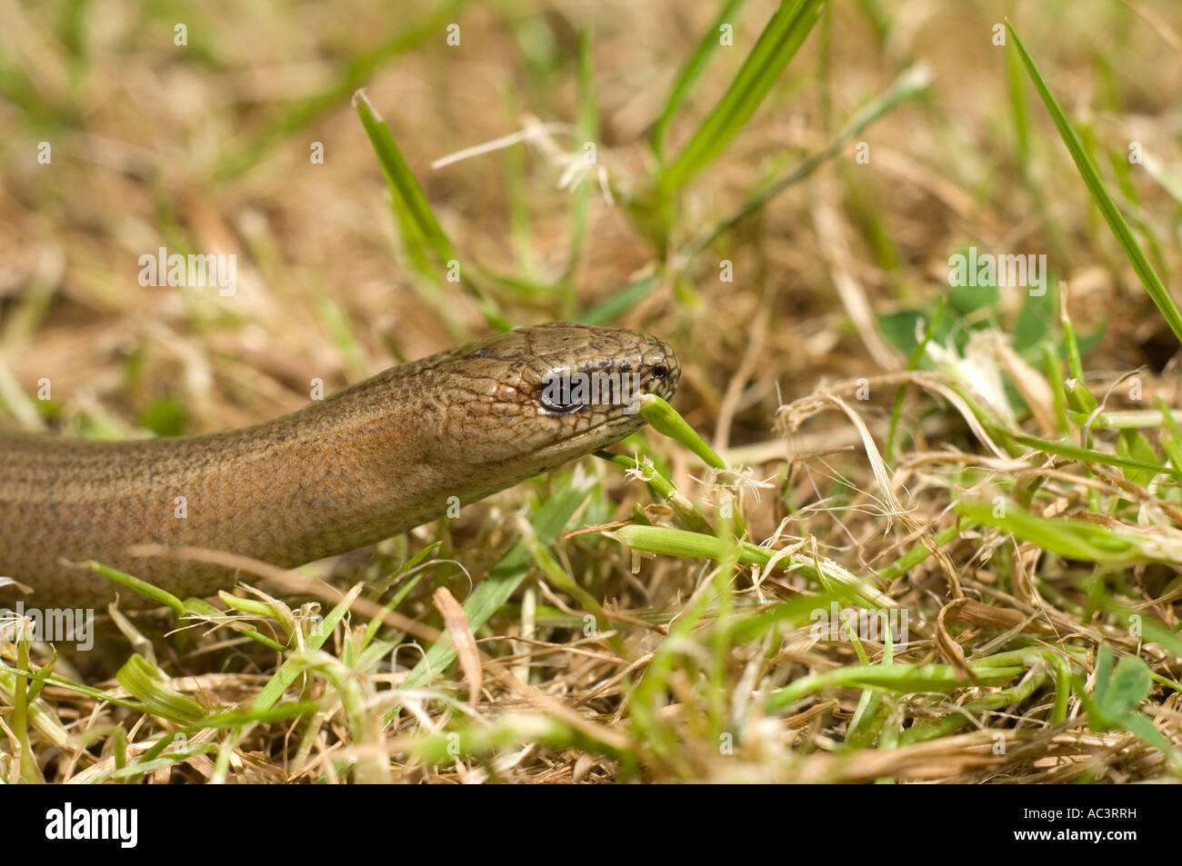 British slow worm Anguis fragilis Stock Photo - Alamy