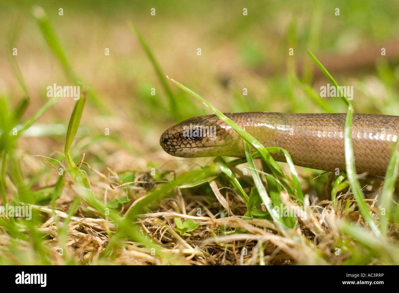 British slow worm Anguis fragilis Stock Photo - Alamy