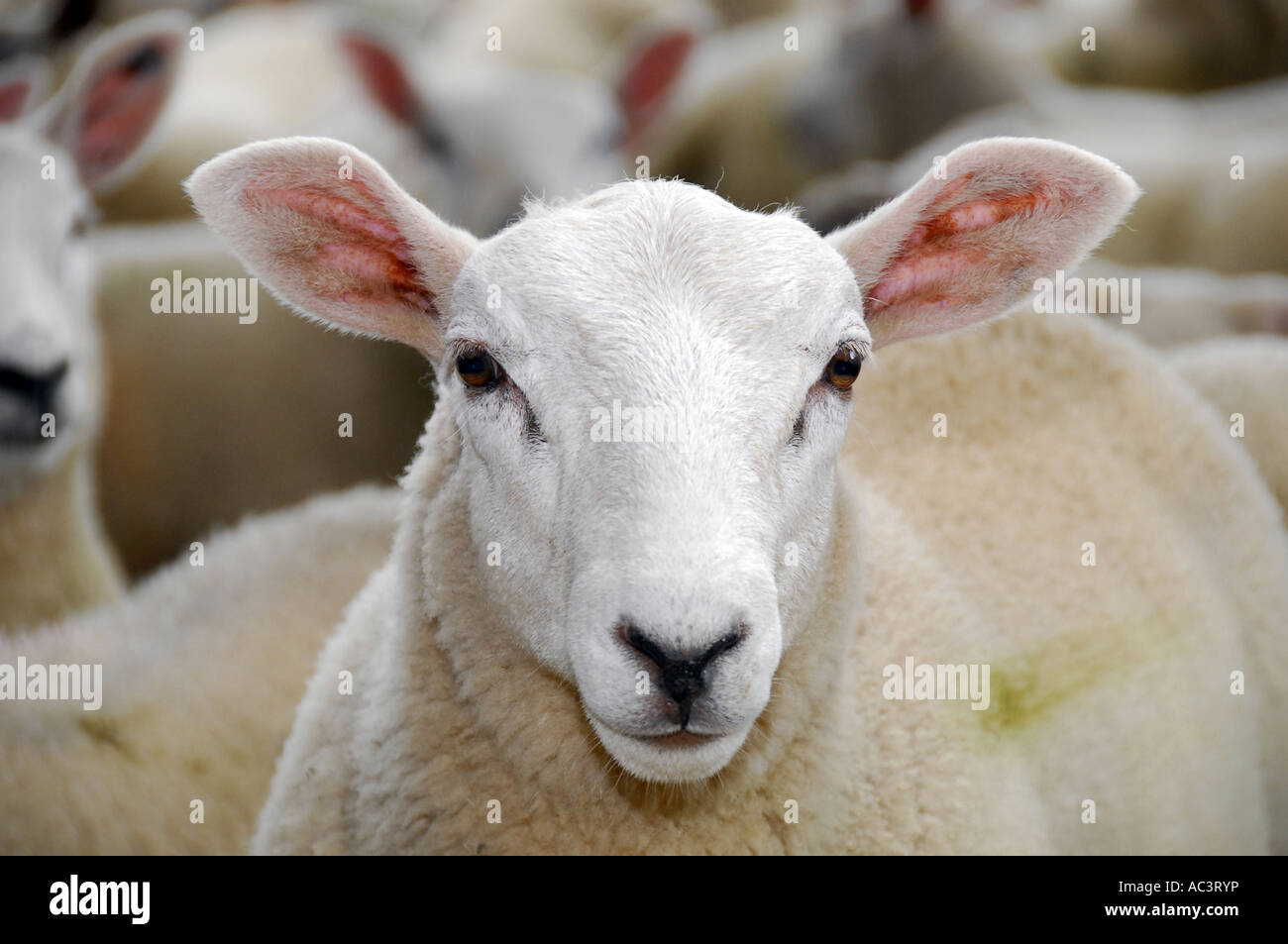 Frontal head portrait of white faced cross-bred ewe lamb Stock Photo ...